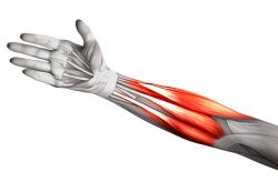 Unterarm-Training: Die 6 effektivsten Übungen mit Theraband - Golden Tree